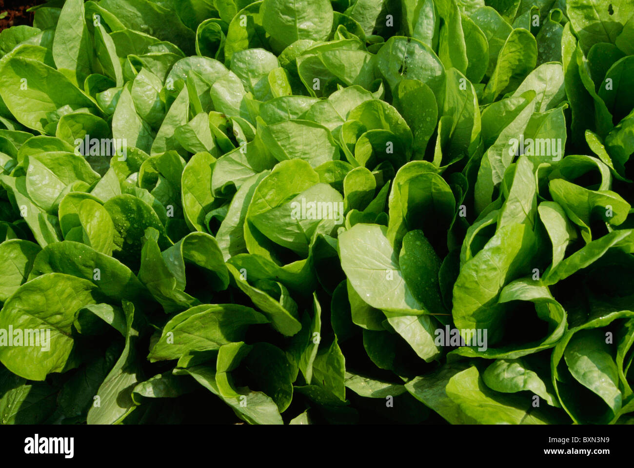 BUTTERHEAD NORTH POLE GARDEN LETTUCE / STUDIO Stock Photo - Alamy
