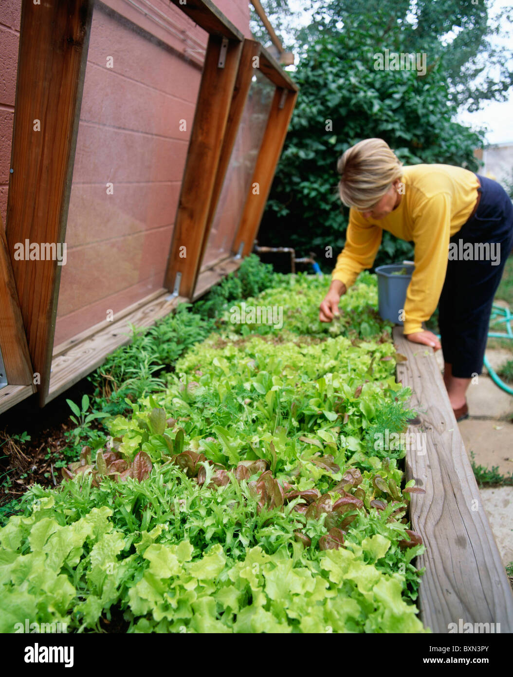 RAISED BED COLD FRAME WITH LIDS UP, FILLED MOSTLY WITH LETTUCE ...
