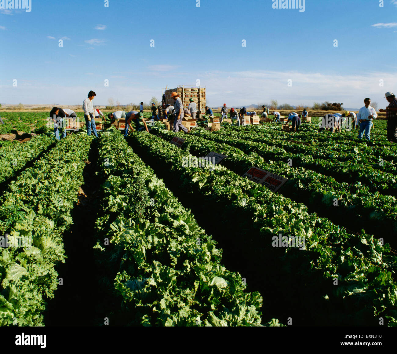 Lettuce Field Yuma Arizona High Resolution Stock Photography and Images ...