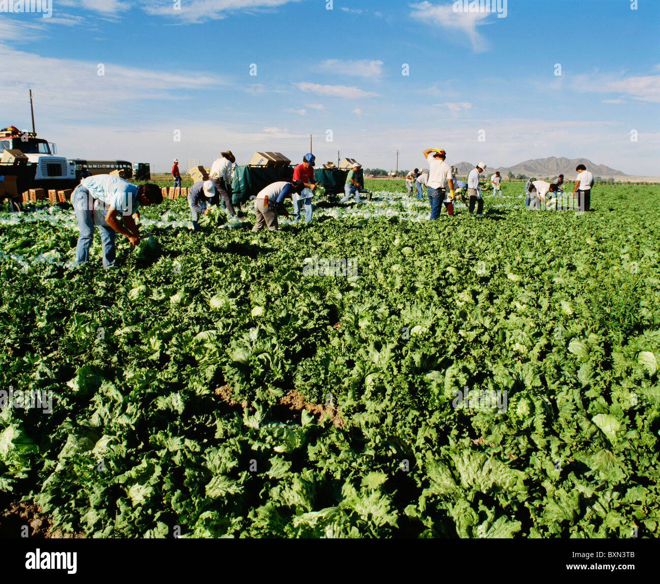 ICEBERG LETTUCE BEING HARVESTED AND PLASTIC WRAPPED IN THE FIELD BY ...