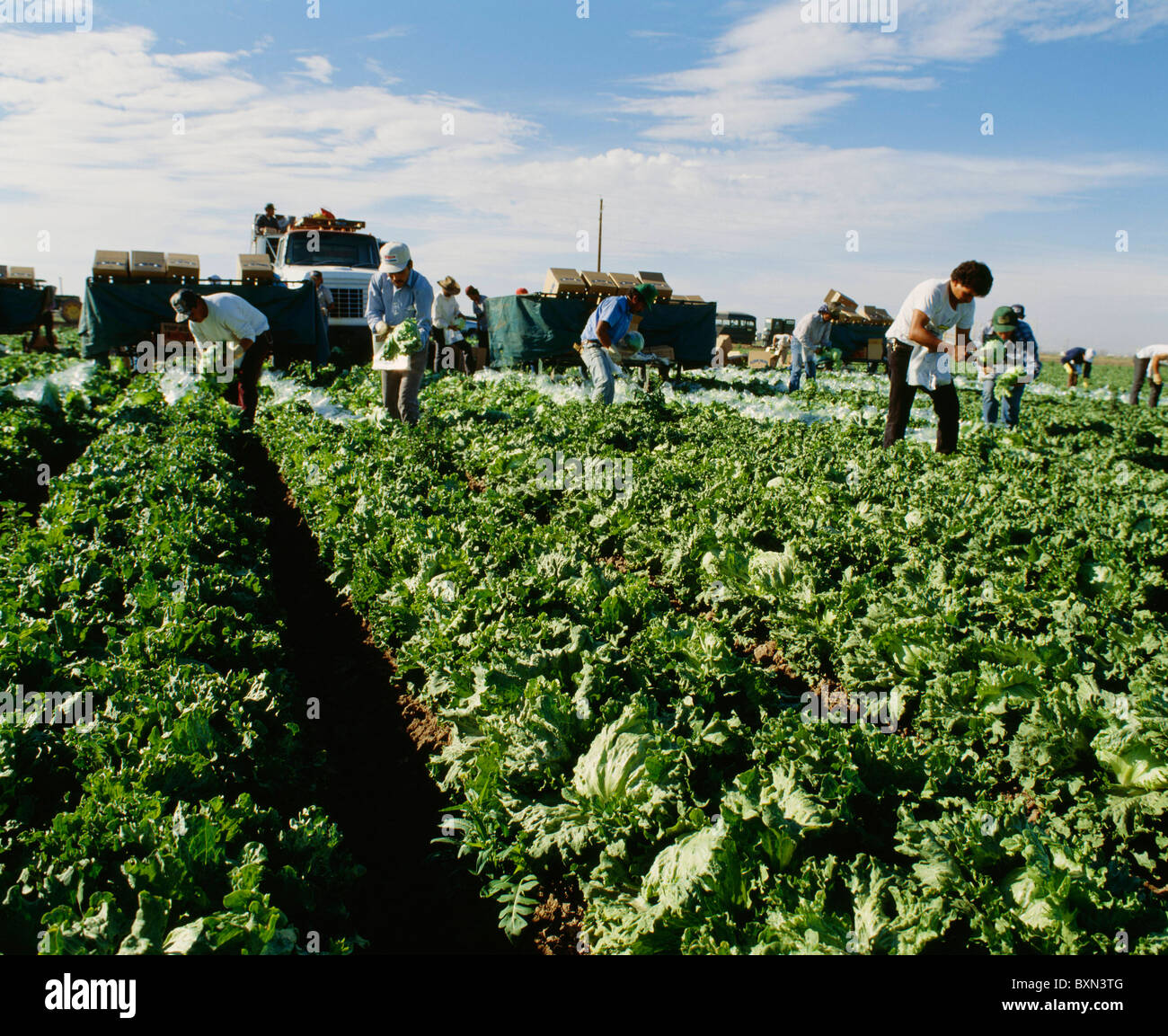 Iceberg Lettuce Field