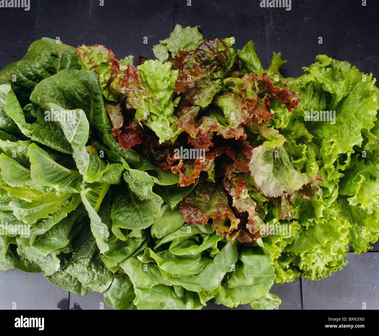 RED LEAF, GREEN LEAF, ROMAINE AND BOSTON LETTUCE STUDIO Stock Photo - Alamy