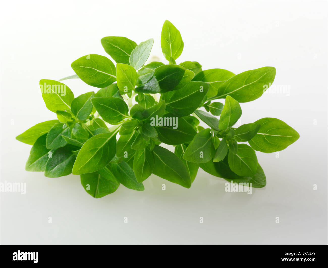 Greek basil hi-res stock photography and images - Alamy