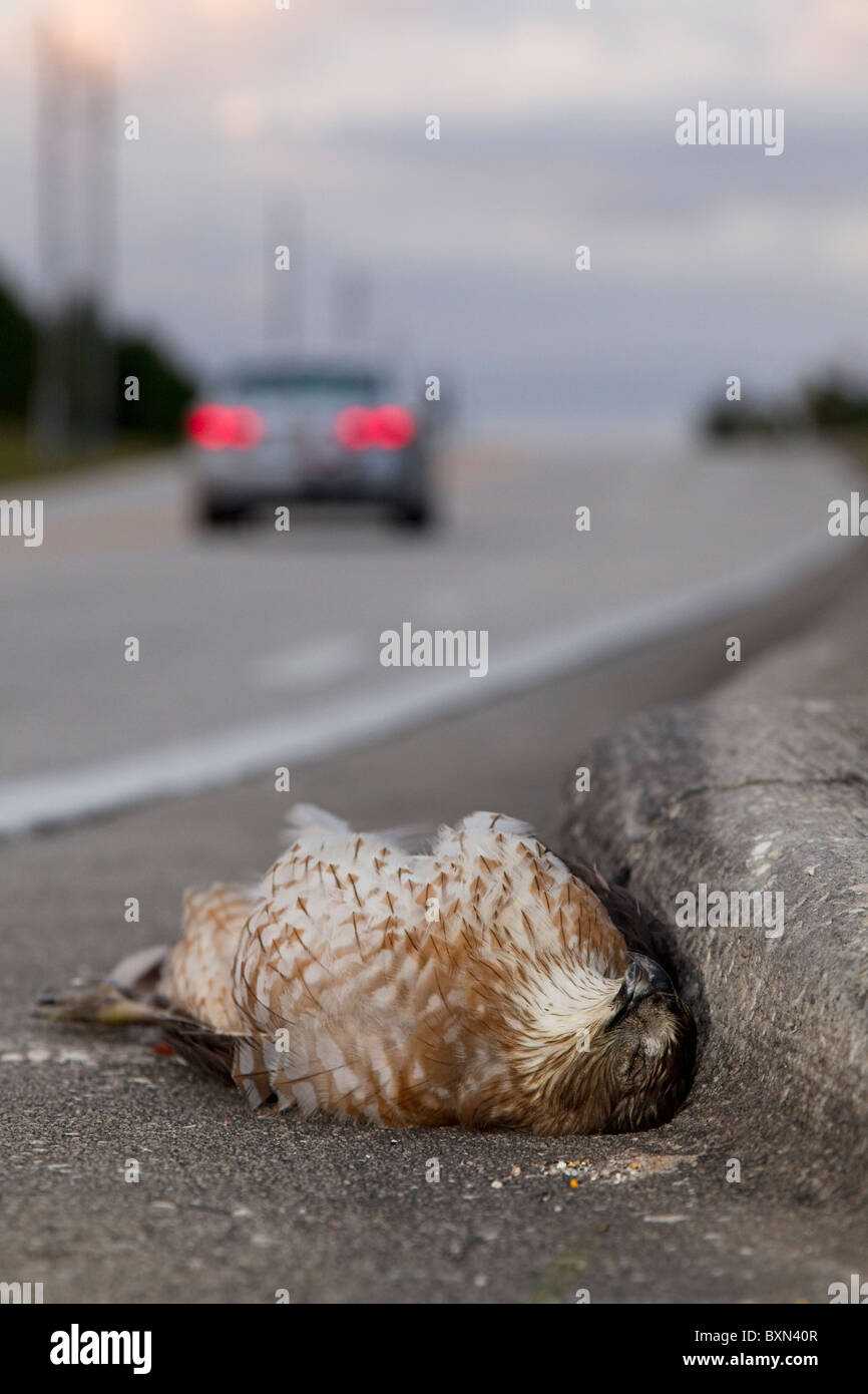 Roadkill hawk dead hi-res stock photography and images - Alamy