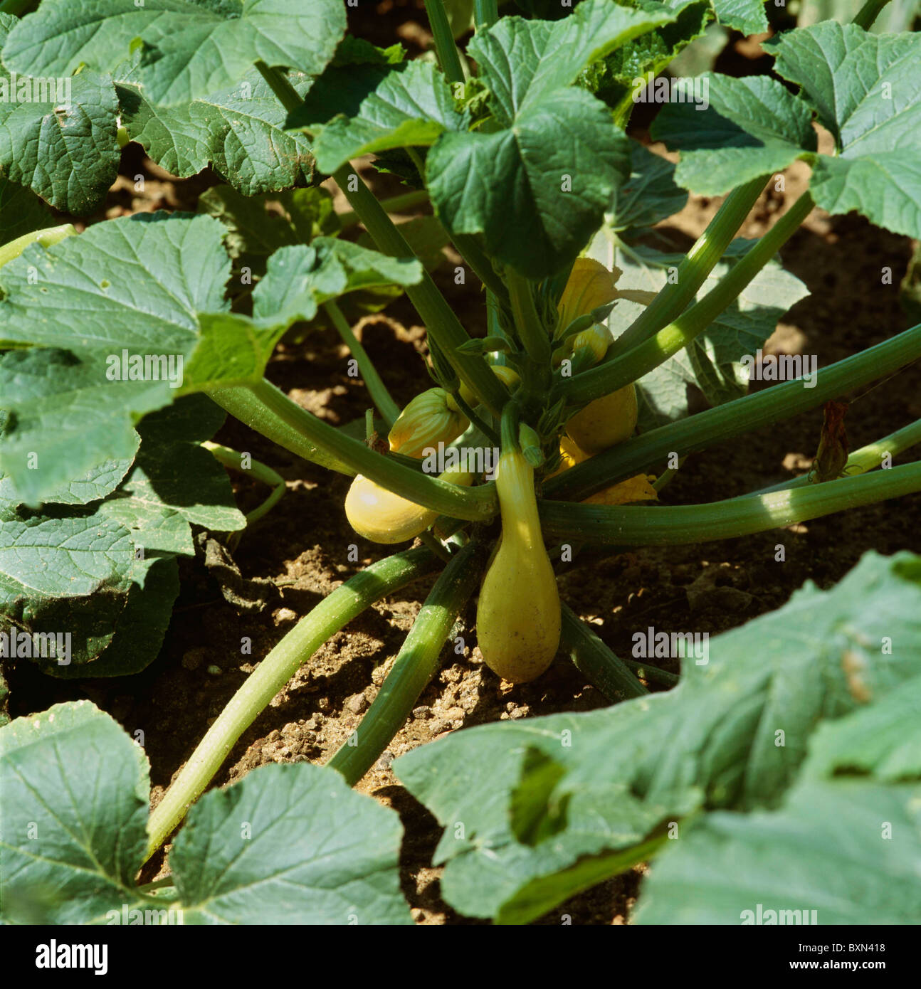YELLOW SQUASH GROWING IN FIELD / GEORGIA Stock Photo - Alamy