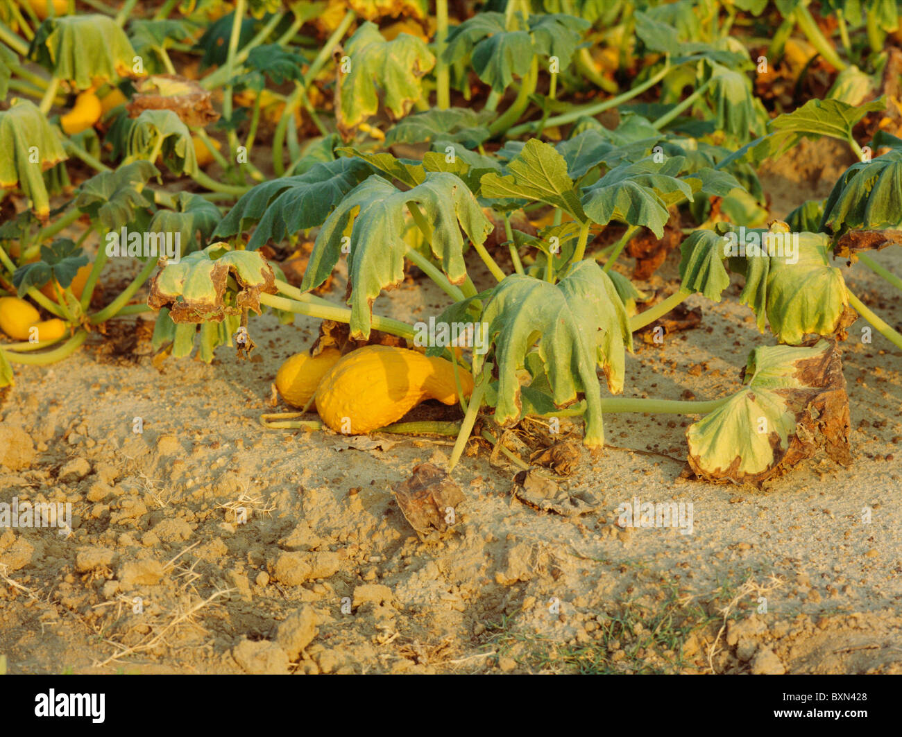 GOLD BAR SQUASH GEORGIA Stock Photo - Alamy