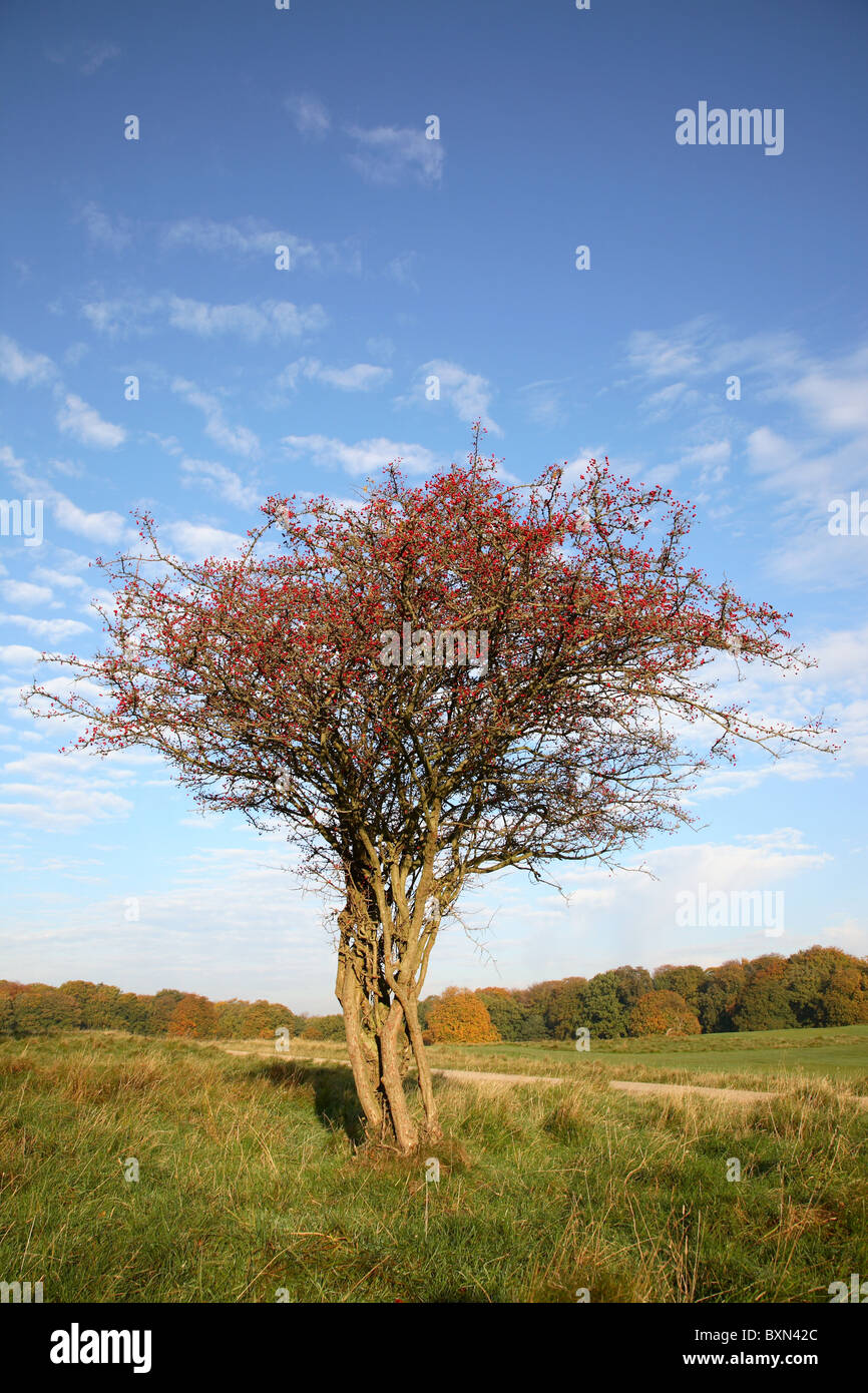 Hawthorn tree with red berries against an autumnal blue sky in fall in ...