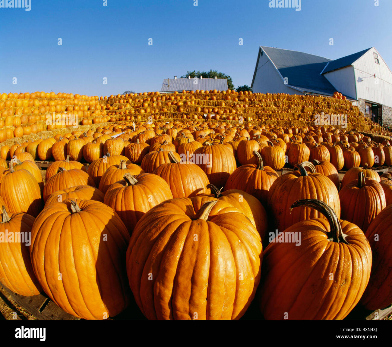 PUMPKINS FOR SALE AT FARMER'S MARKET / PENNSYLVANIA Stock Photo - Alamy