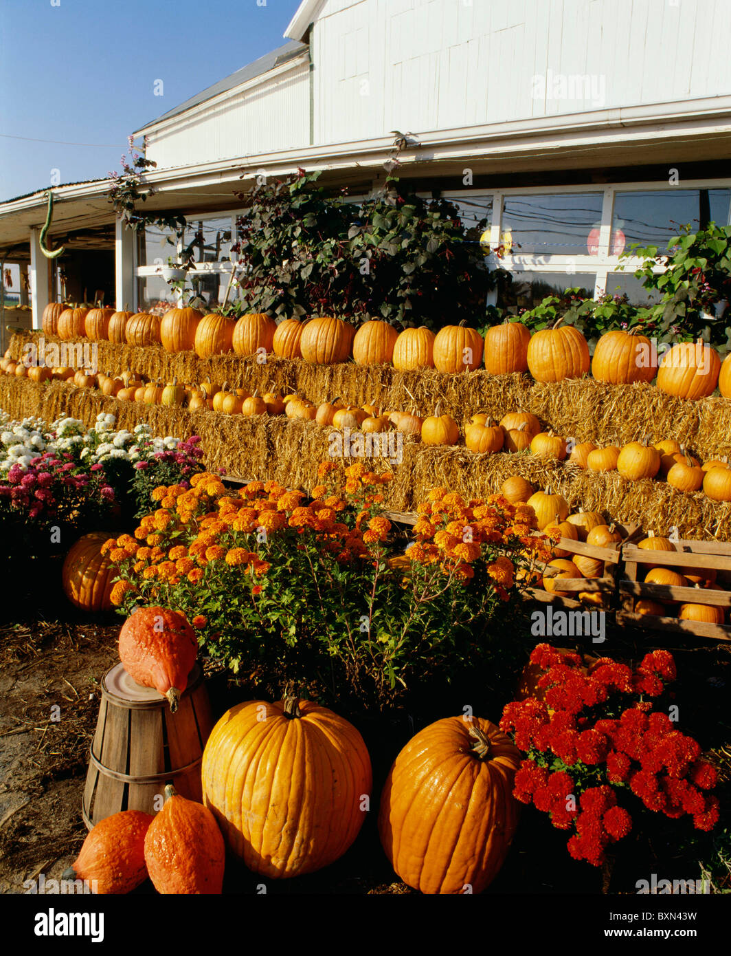PUMPKINS DISPLAY AT FARMER'S MARKET Stock Photo - Alamy