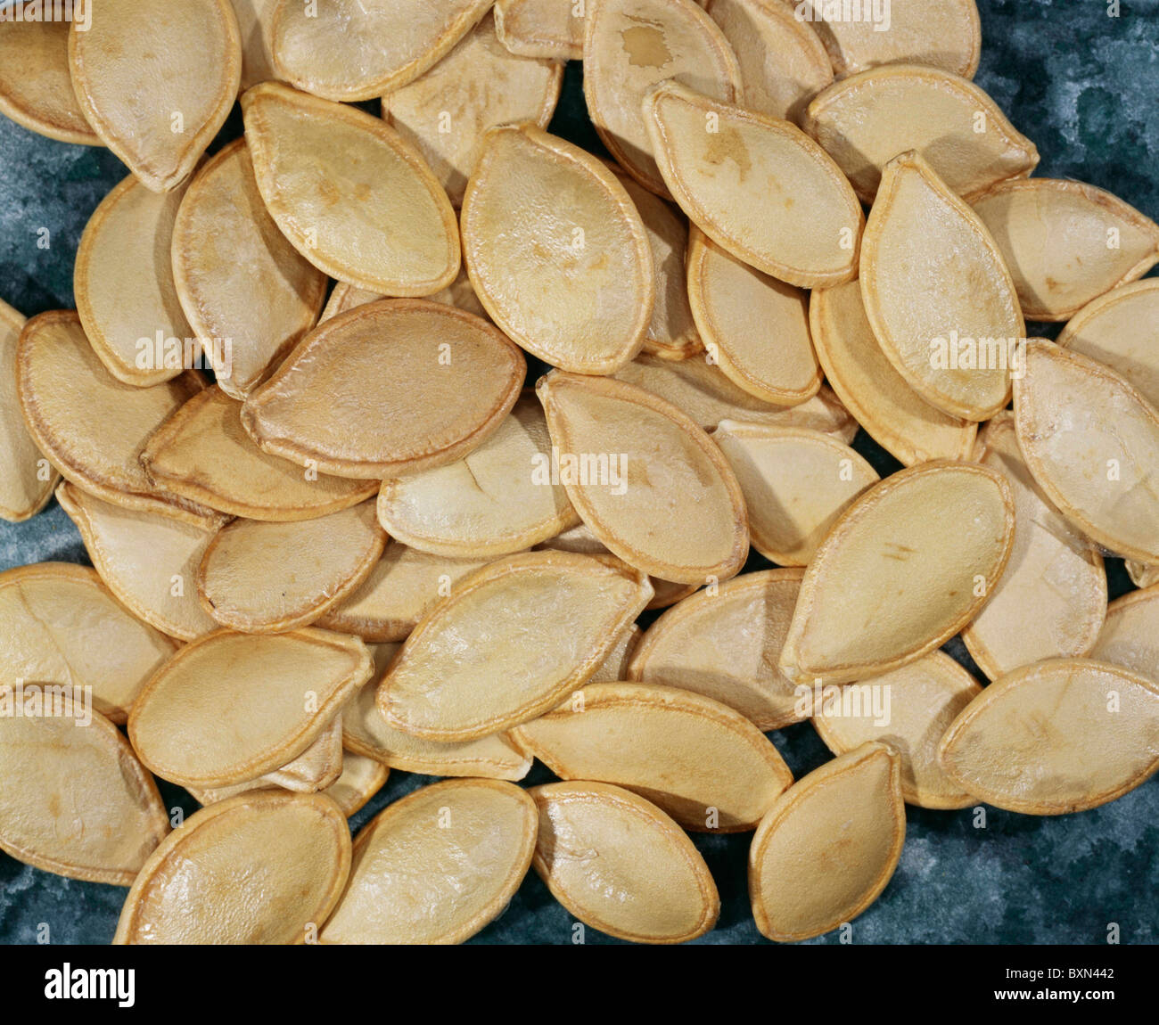 SQUASH SEEDS (CUCURBITA PEPO) ANNUAL SUMMER SQUASH JUNE STUDIO LITITZ ...
