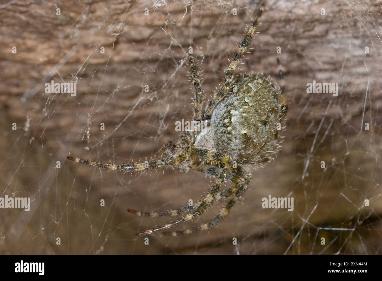 Barn spider hi-res stock photography and images - Alamy