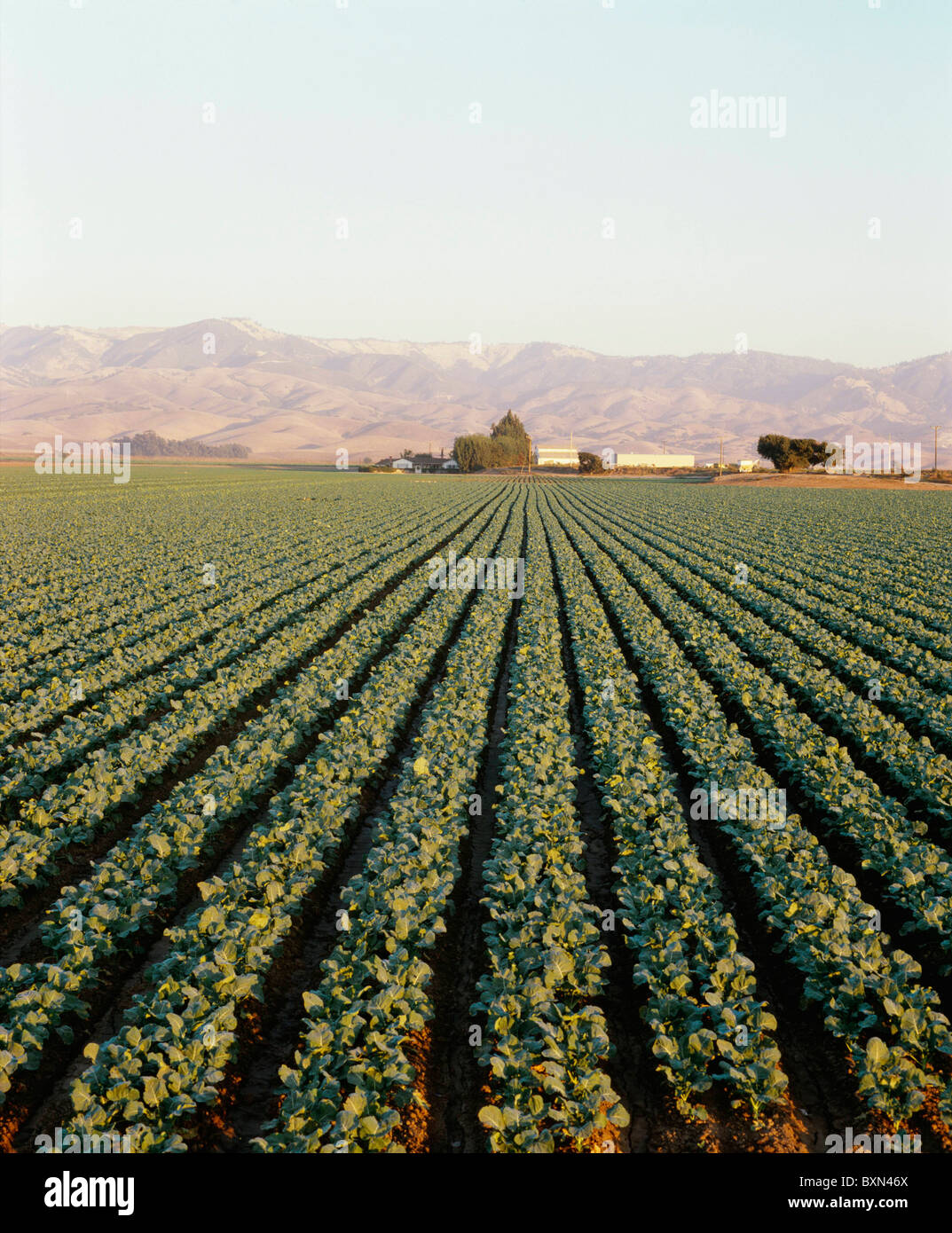 BROCCOLI / CALIFORNIA Stock Photo - Alamy