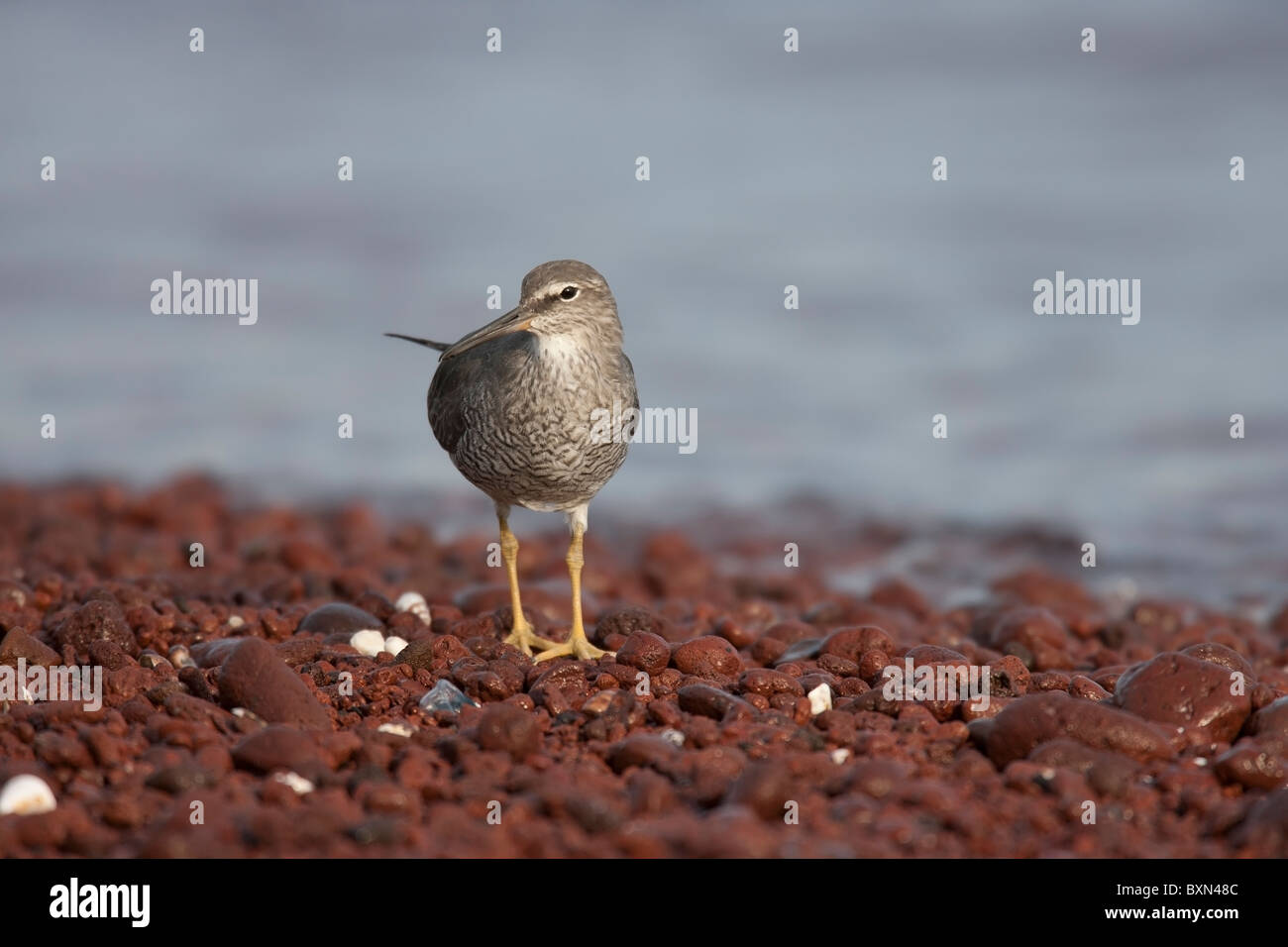 Wandering Tattler (Tringa incana) in winter plumage foraging on the red ...