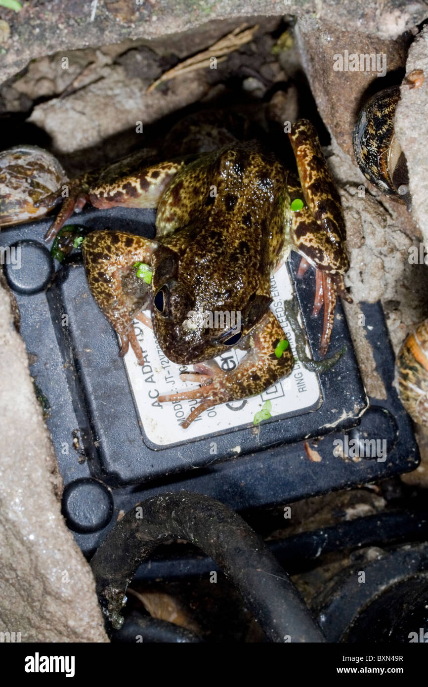Frog shelter hi-res stock photography and images - Alamy