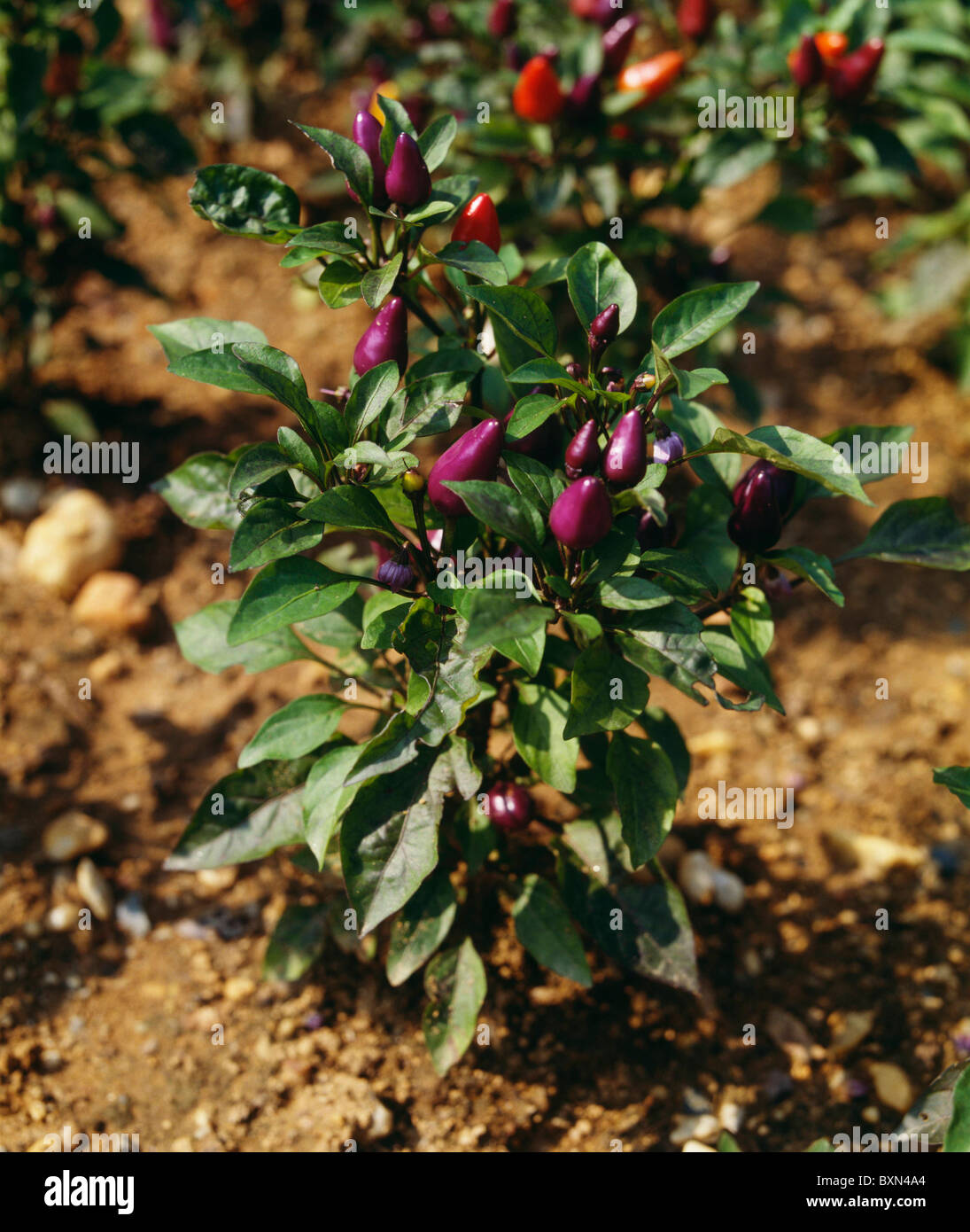 ORNAMENTAL PEPPER 'AURORA' (CAPSICUM FRUTESCENS) NATIONAL ARBORETUM ...