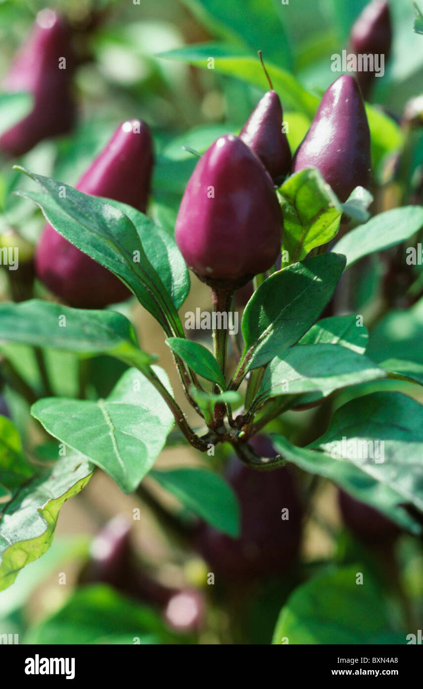 Plant capsicum ornamental hi-res stock photography and images - Alamy