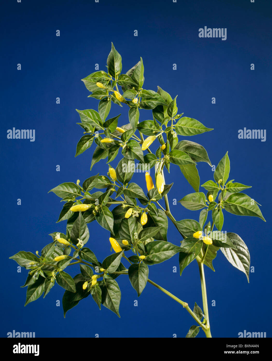 Matures hot hi-res stock photography and images - Alamy