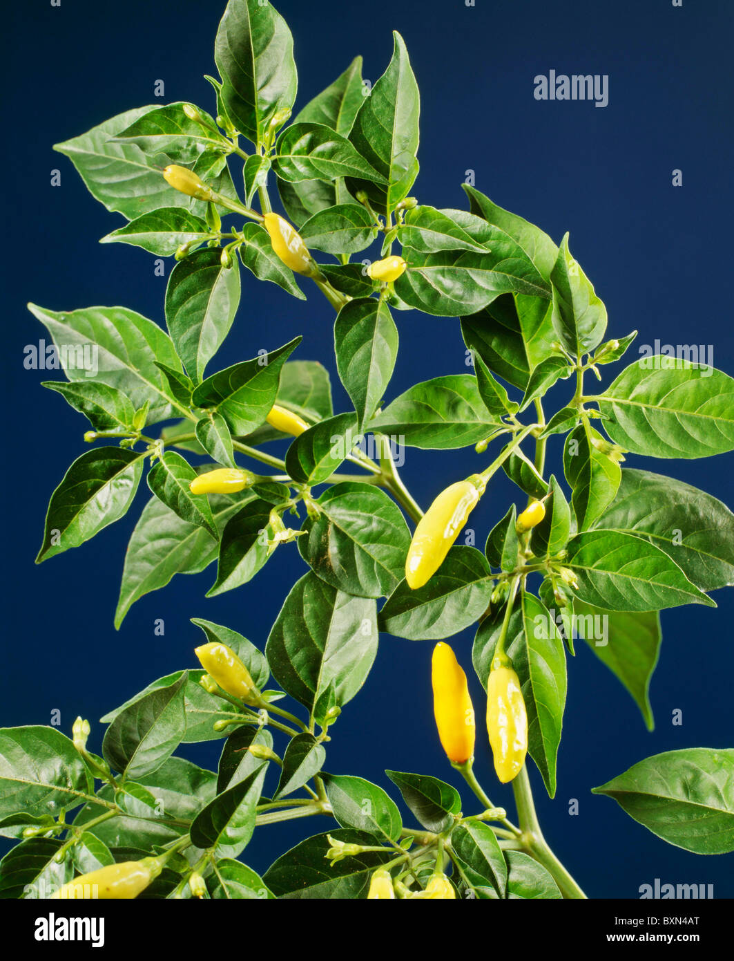 Small Yellow Hot Peppers