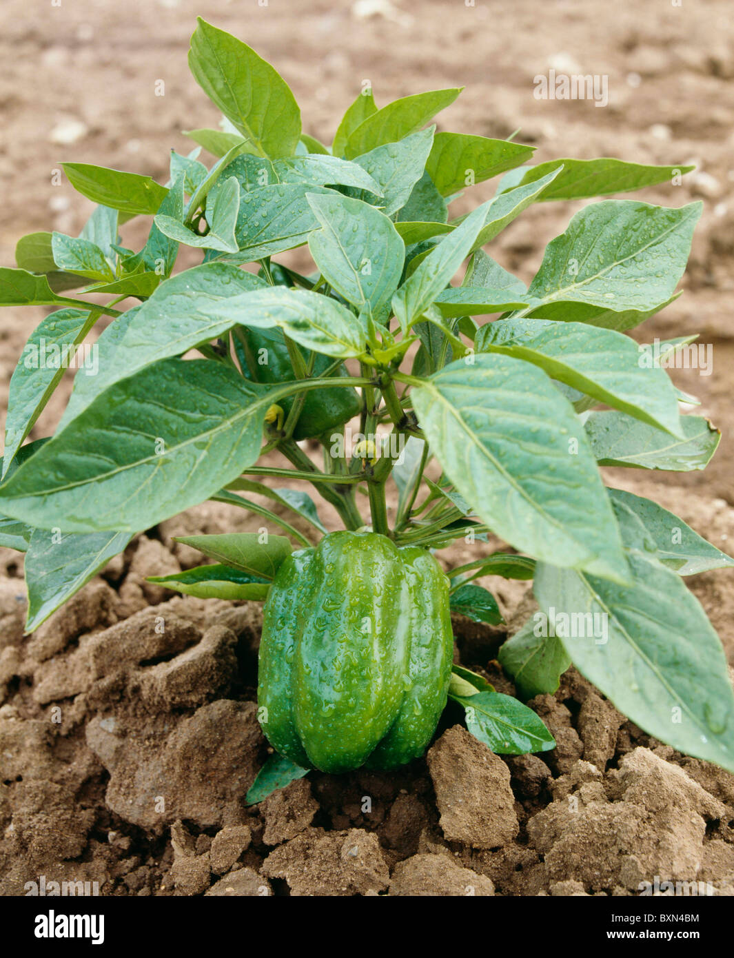 Milton hershey hi-res stock photography and images - Alamy