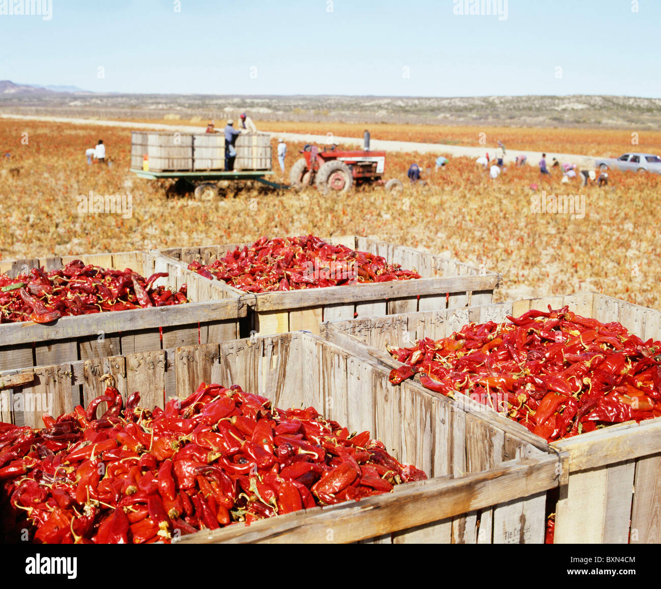 New mexico agriculture hi-res stock photography and images - Alamy