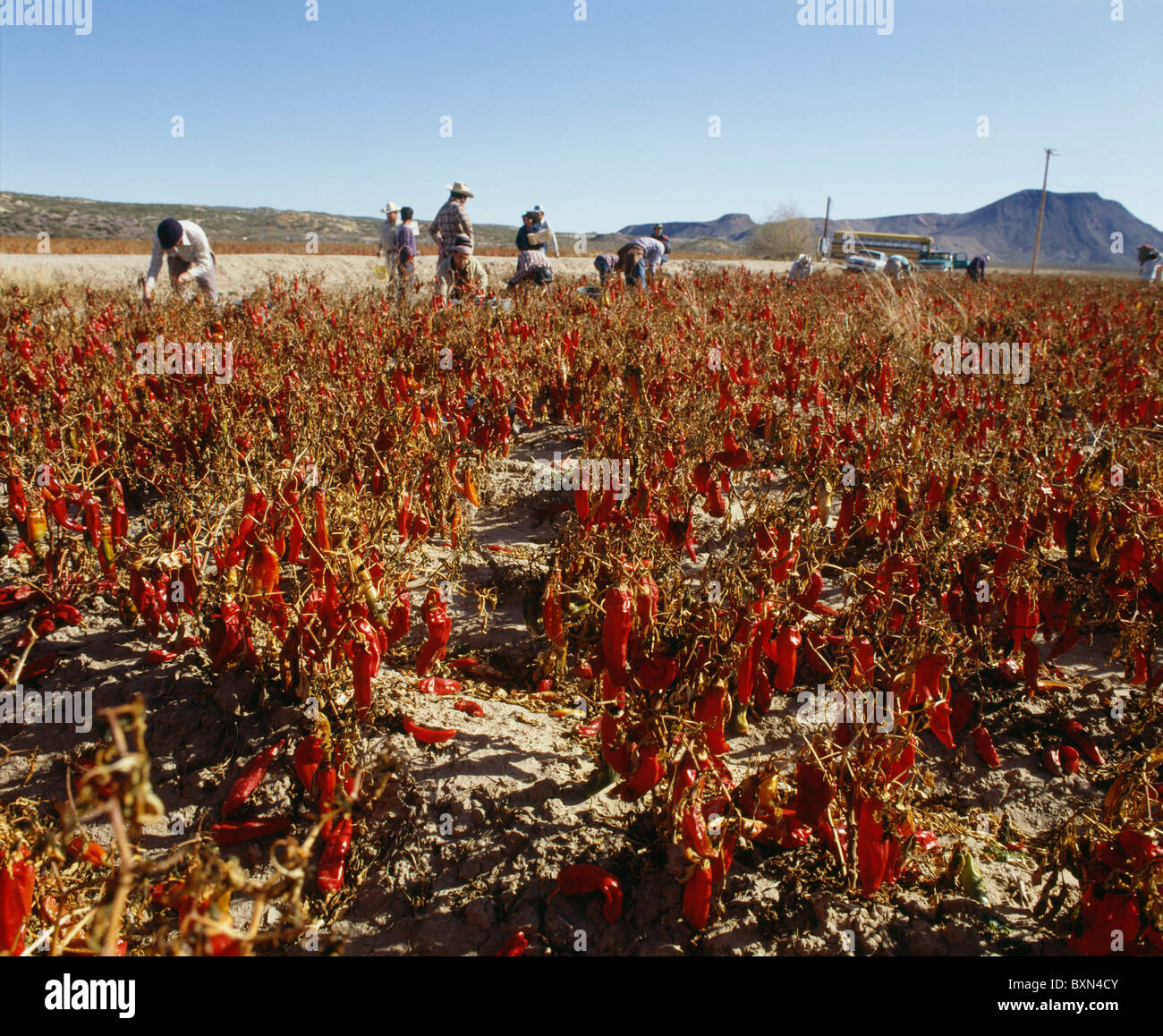 HARVESTING RED CHILE PEPPERS / NEW MEXICO Stock Photo - Alamy