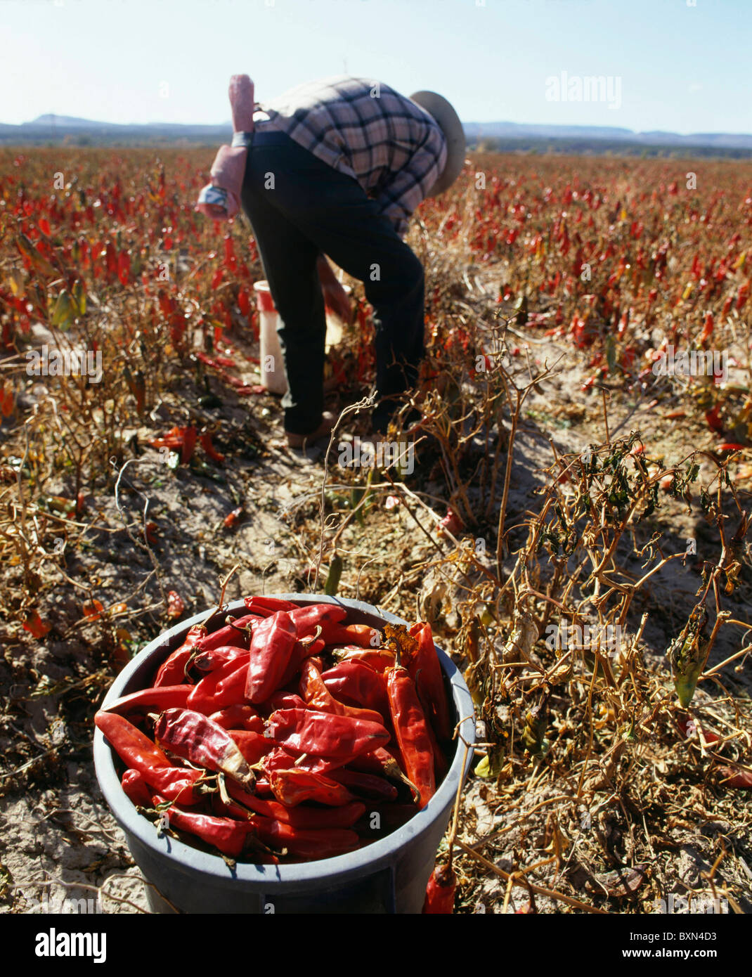 Mexico chili pepper farmer hi-res stock photography and images - Alamy