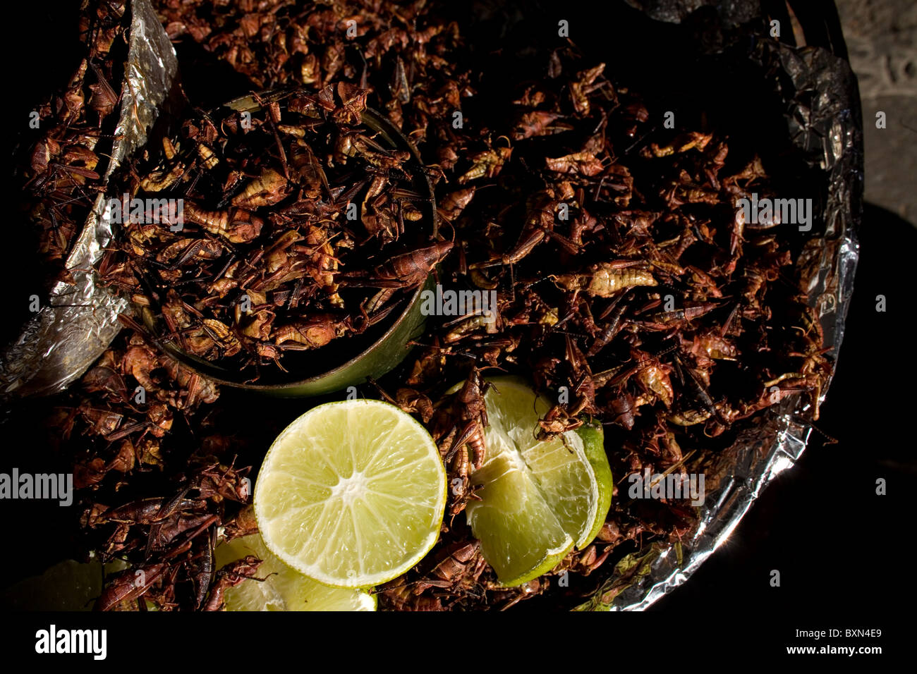 Grasshoppers mexico hi-res stock photography and images - Alamy