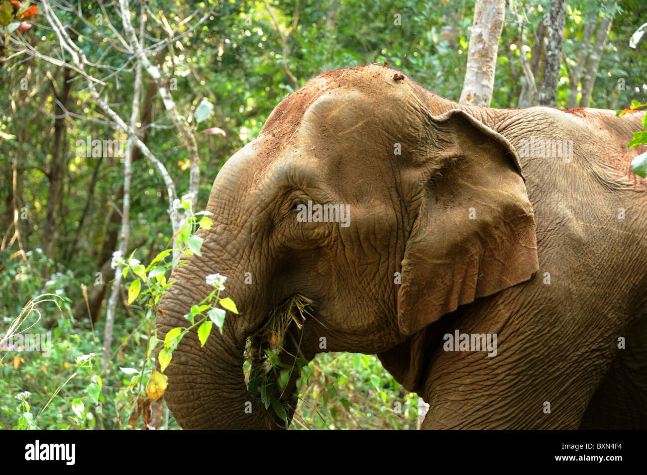 Elephant strolling through a forest path in the Elephant Valley ...