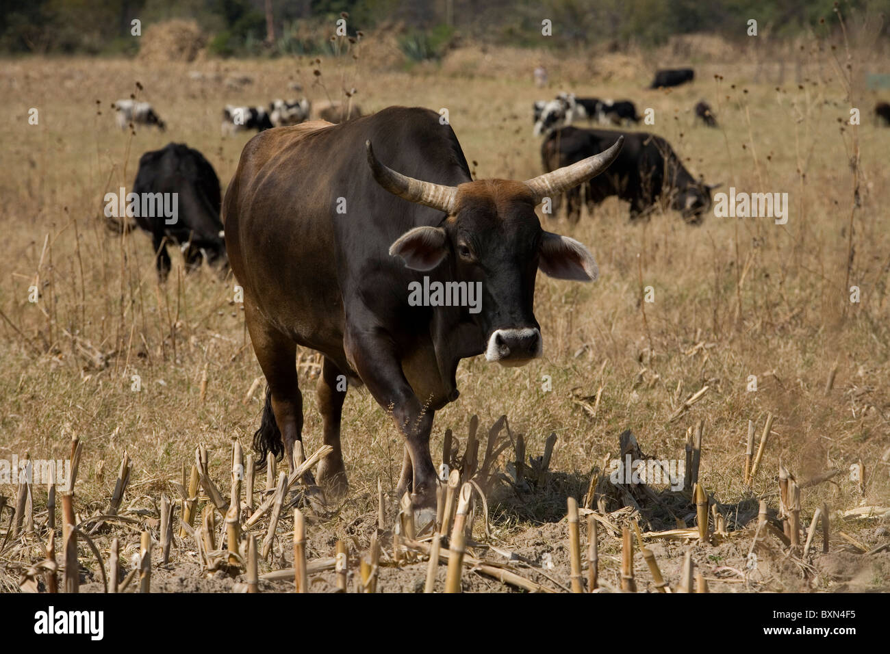Cattle, Morelos State, Mexico, December 24, 2007 Stock Photo - Alamy