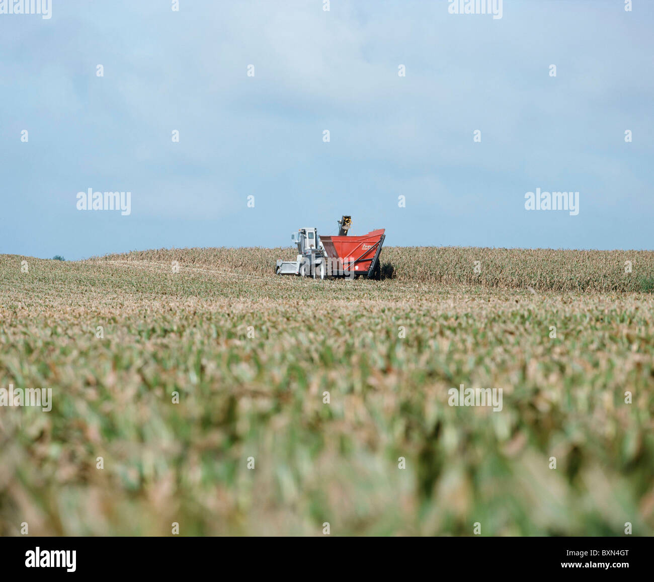 Farmer with field of corn, iowa hi-res stock photography and images - Alamy