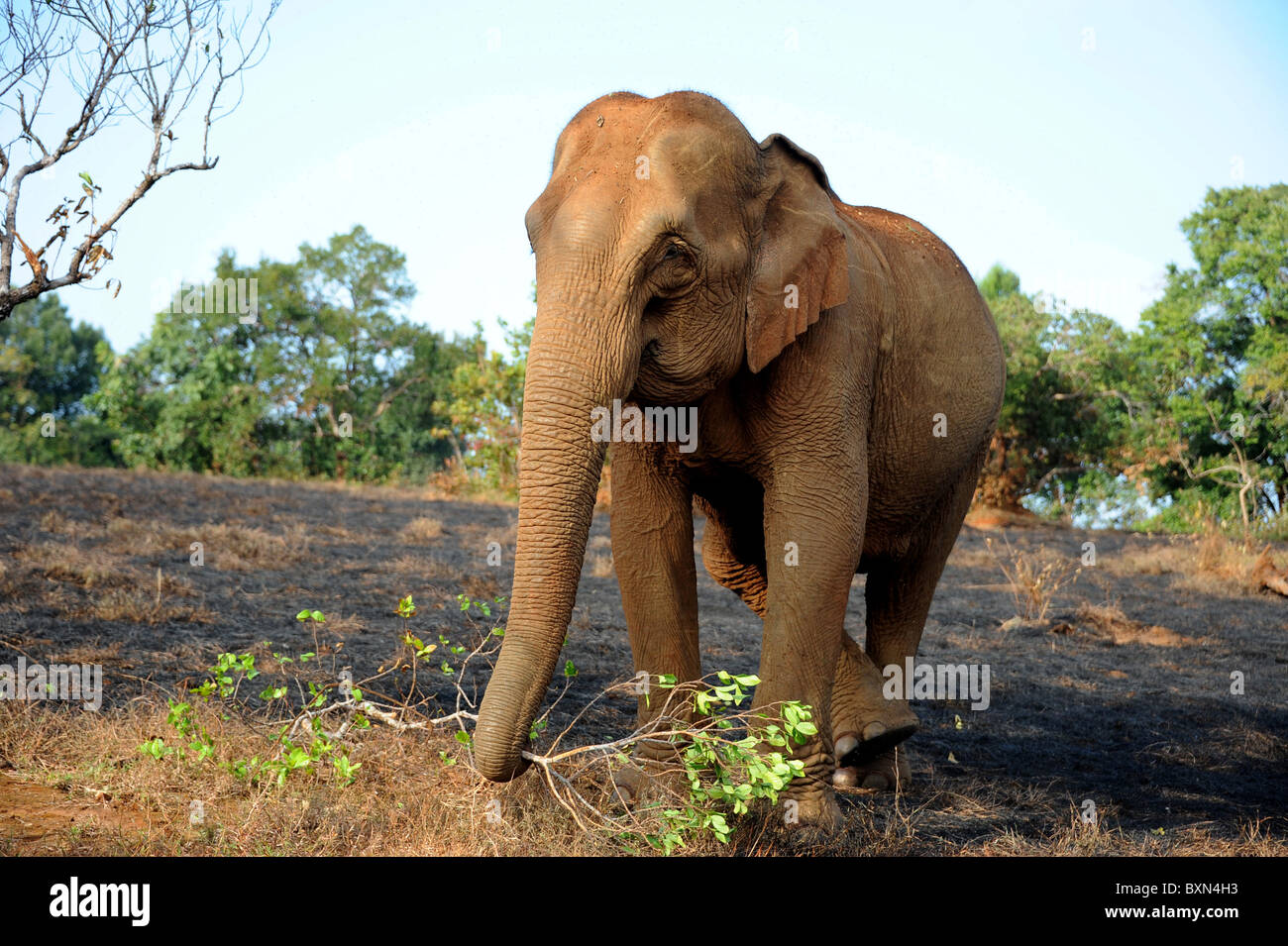 Cambodia elephant sanctuary hi-res stock photography and images - Alamy