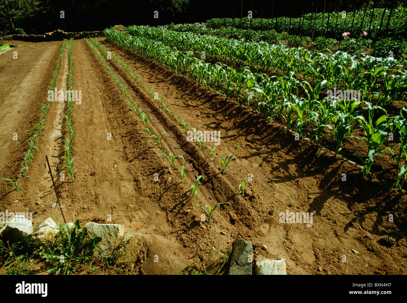 IRRIGATION IN HOME GARDEN (CORN) GEORGIA Stock Photo - Alamy
