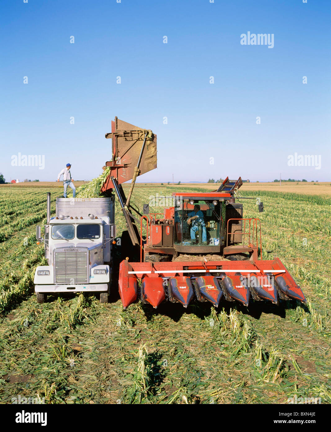 HARVESTING SWEET CORN VARIETY ASGROW MORE WITH DUMP CART AND GROW HEAD ...