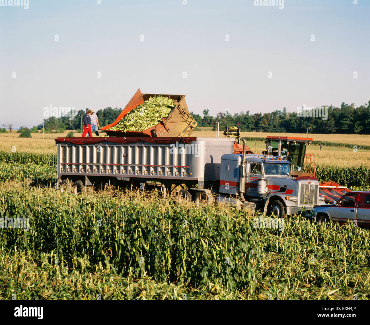 HARVESTING SWEET CORN VARIETY ASGROW MORE WITH DUMP CART AND GROW HEAD ...