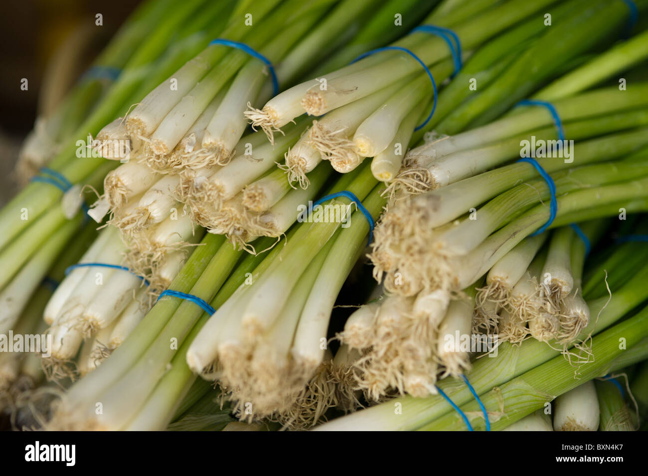 Green shallots hi-res stock photography and images - Alamy