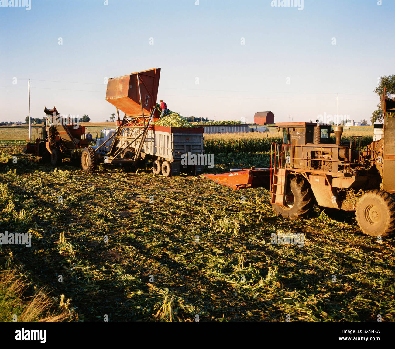 HARVESTING SWEET CORN VARIETY ASGROW MORE WITH DUMP CART AND GROW HEAD ...