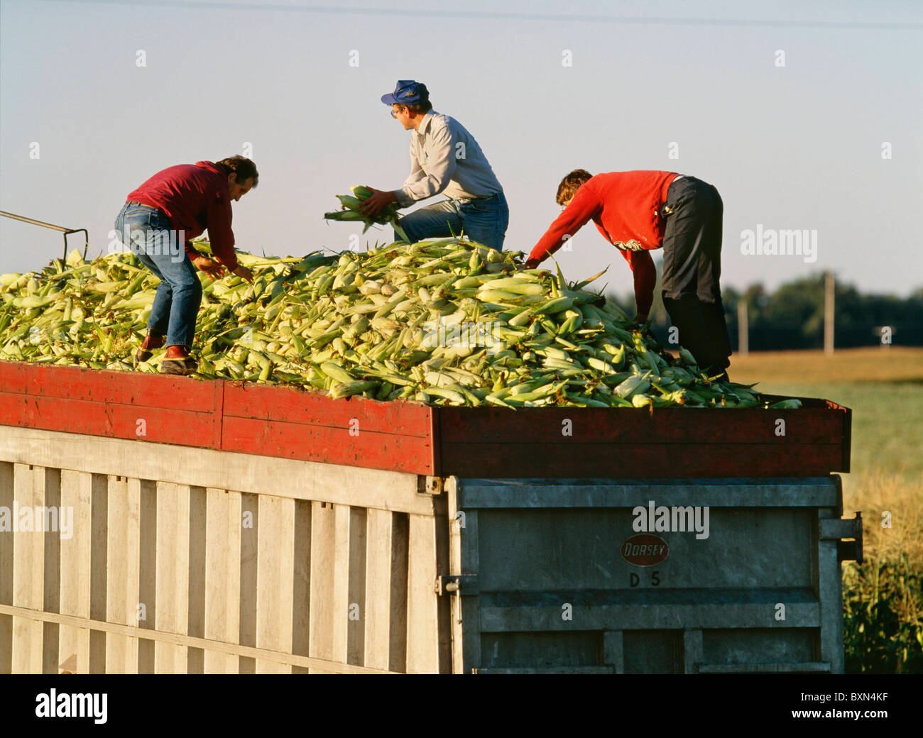 HARVESTING SWEET CORN VARIETY ASGROW MORE WITH DUMP CART AND GROW HEAD ...