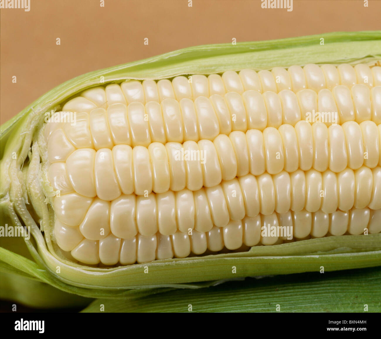 SWEET CORN / SLIVER QUEEN / STUDIO Stock Photo - Alamy