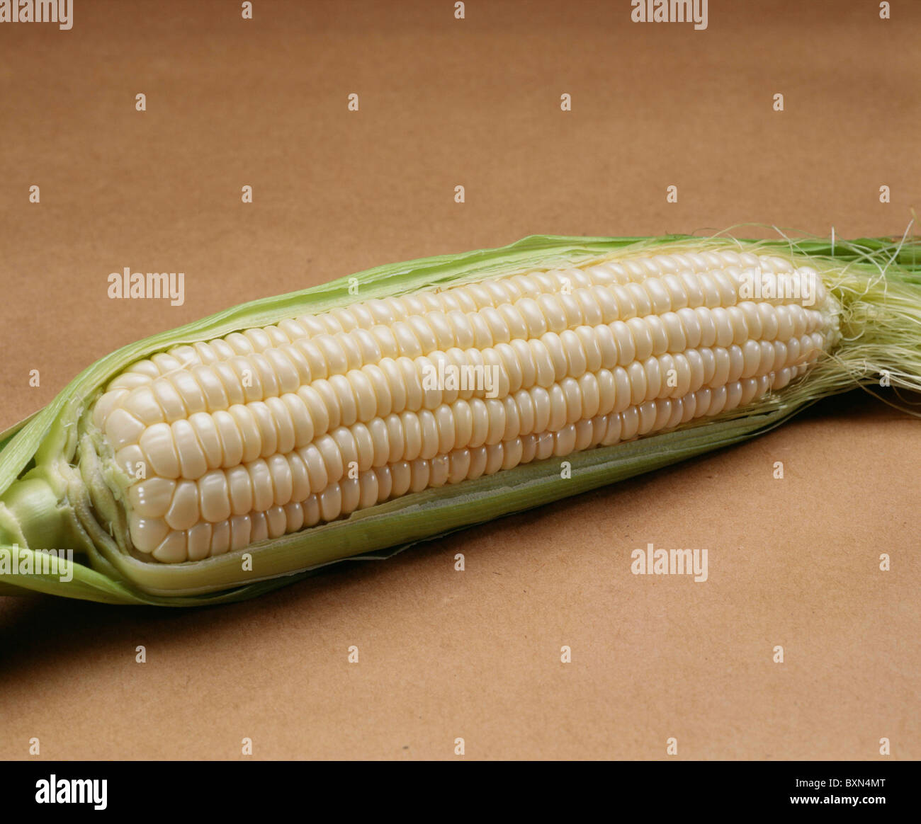 SWEET CORN / SLIVER QUEEN / STUDIO Stock Photo - Alamy