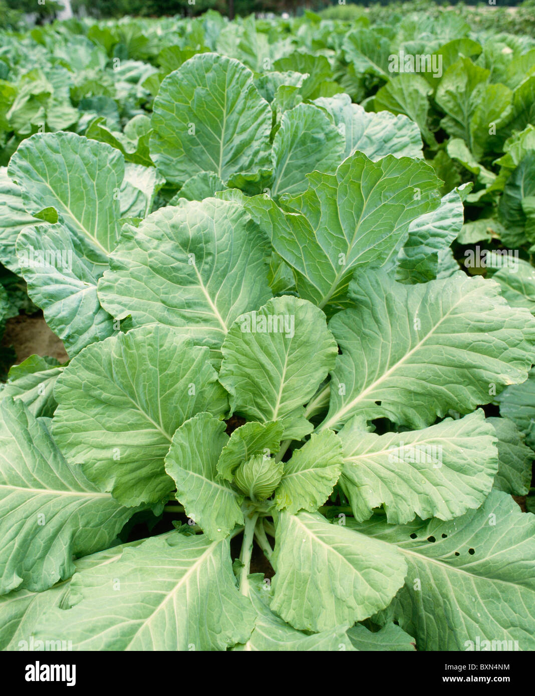 CABBAGE COLLARDS / NORTH CAROLINA Stock Photo - Alamy