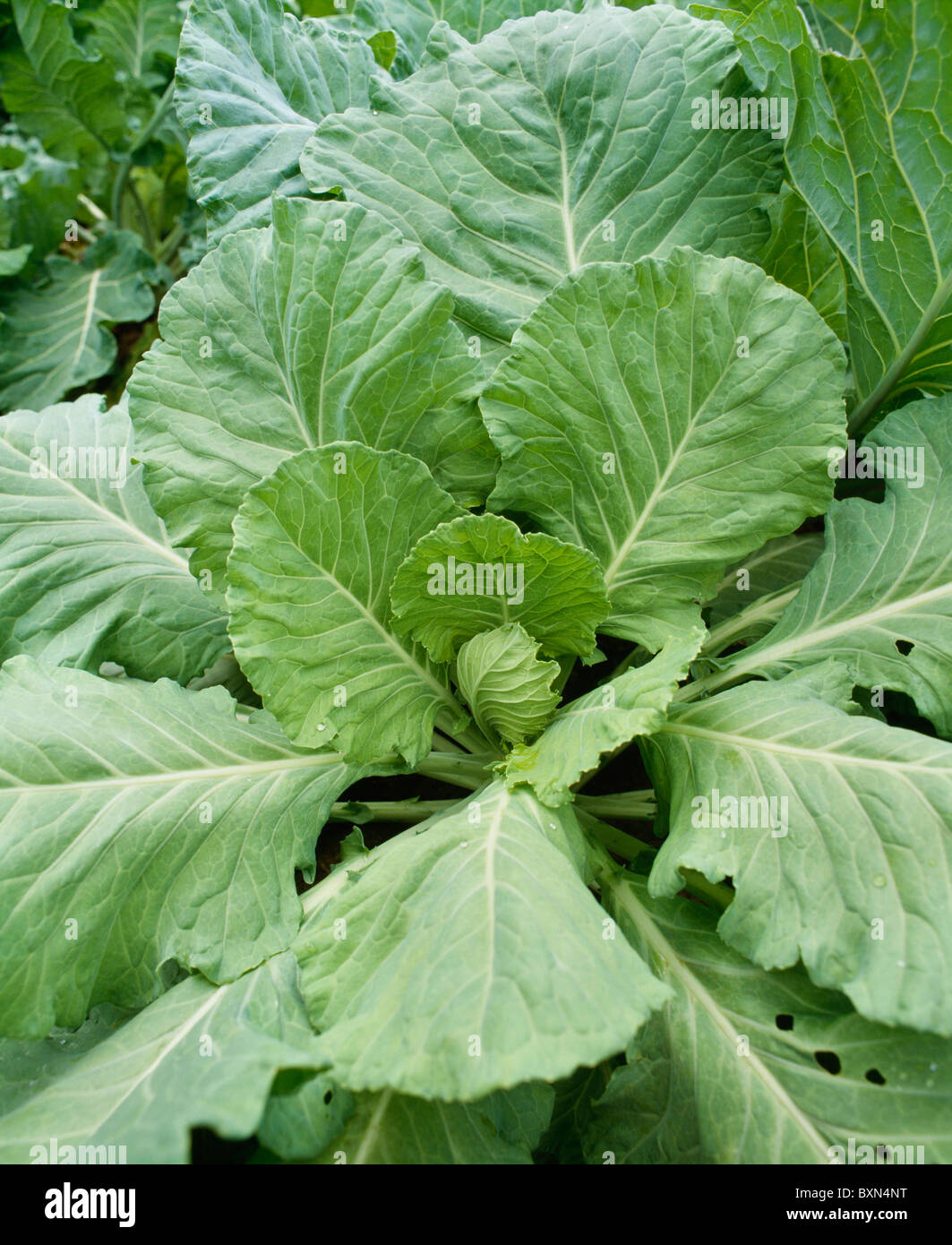 CABBAGE COLLARDS / NORTH CAROLINA Stock Photo - Alamy