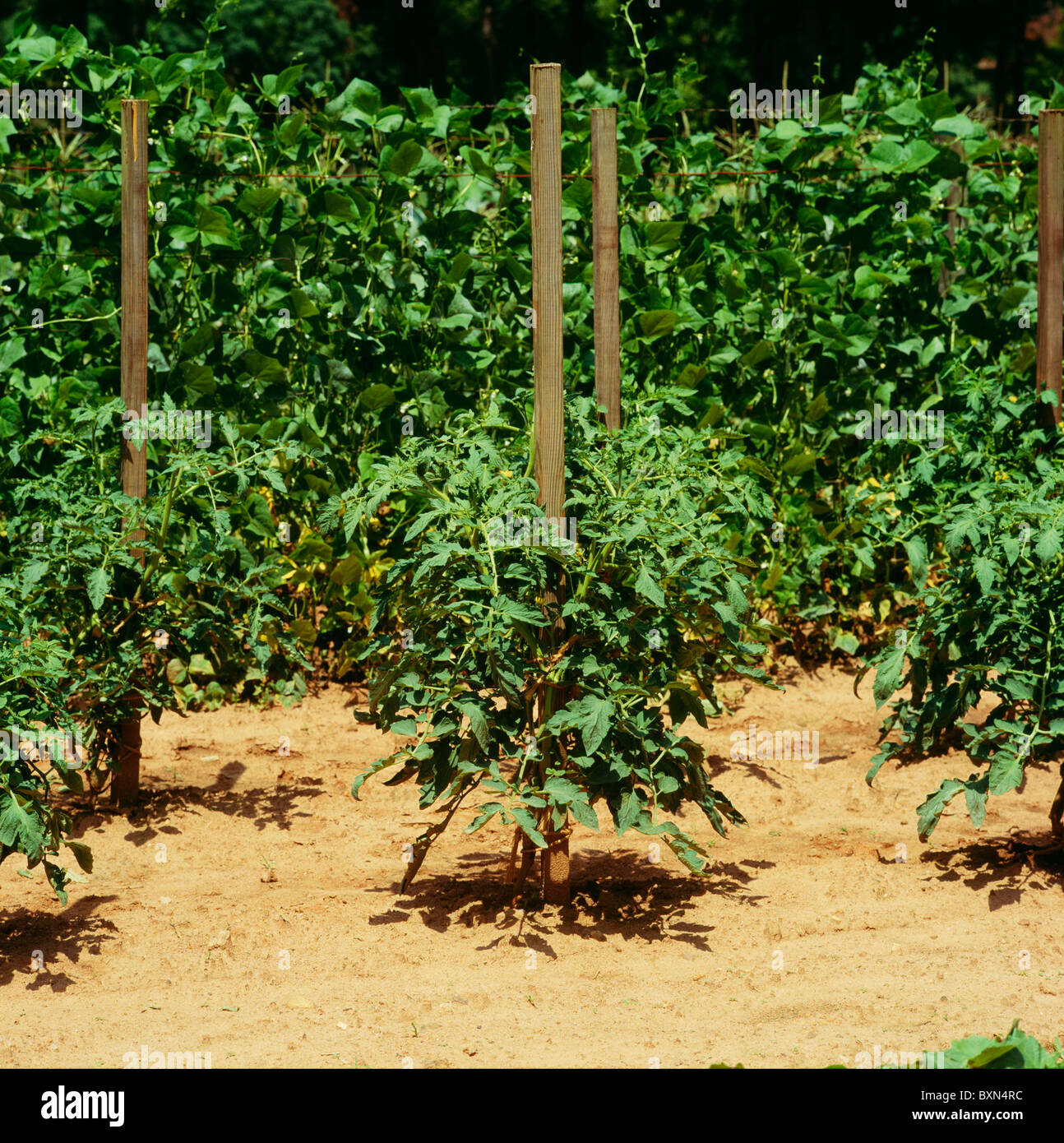 Better Boy High Resolution Stock Photography and Images - Alamy