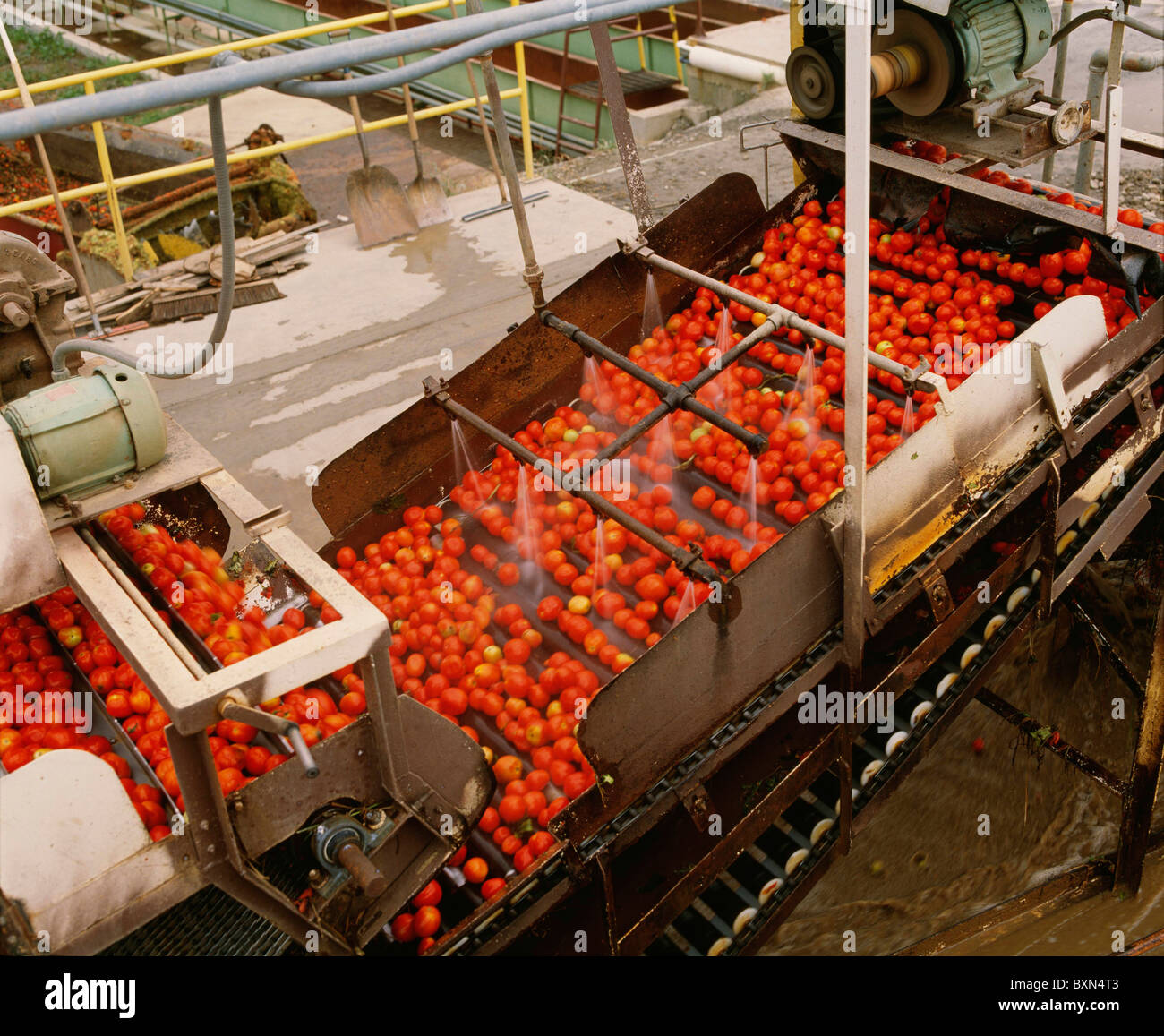 WASHING TOMATOES AS THEY ARE UNLOADED FROM TRUCK NORTHUMBERLAND, PA ...