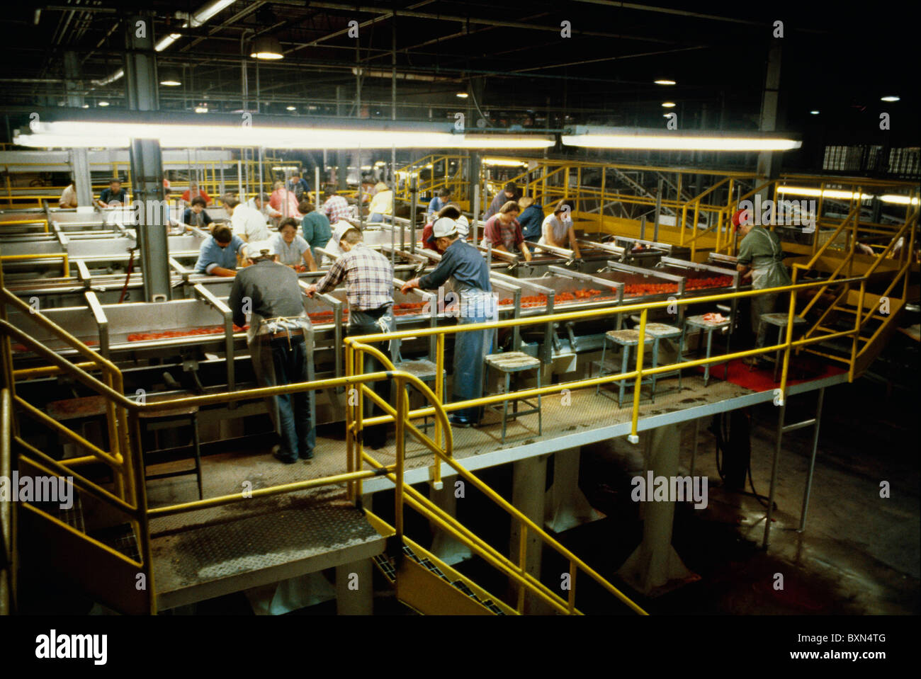 Mature processing tomatoes hi-res stock photography and images - Alamy