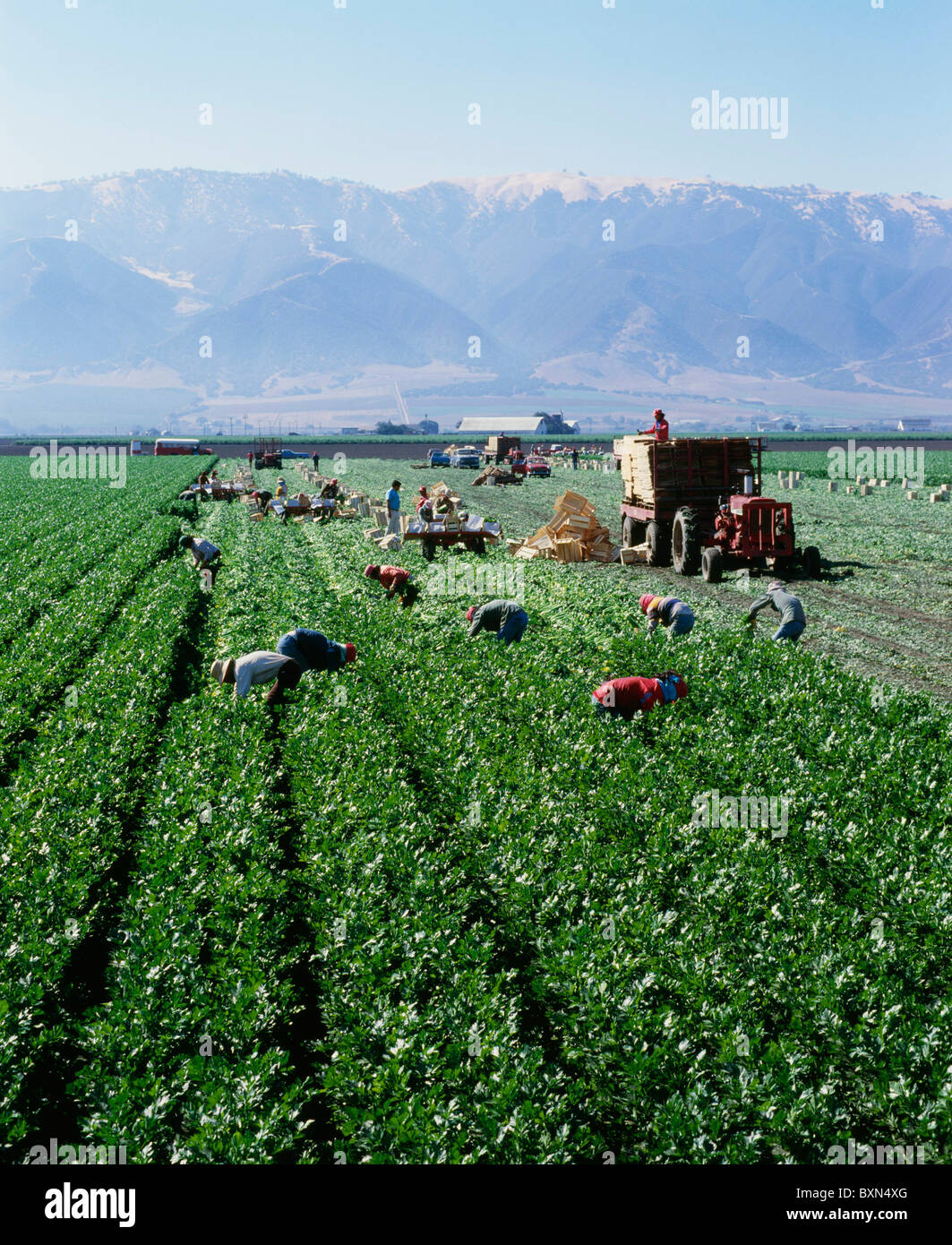 CELERY HARVEST CALIFORNIA CENTRAL COAST Stock Photo - Alamy