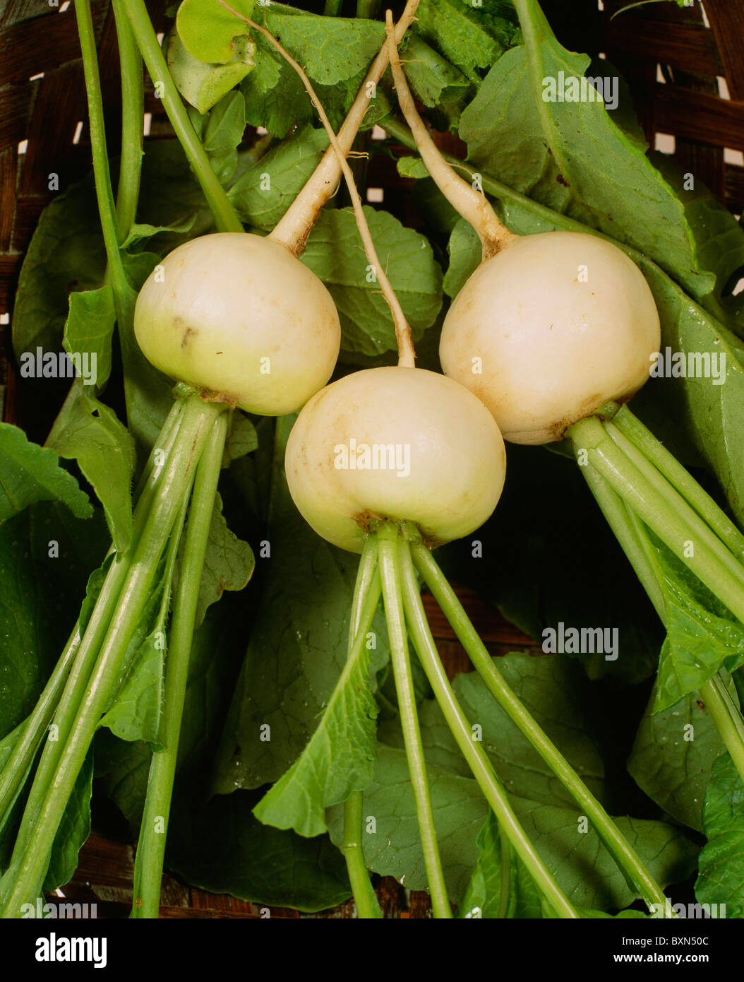 RADISHES GIANT WHITE GLOBE ORGANICALLY GROWN STUDIO GARDEN LITITZ, PA ...