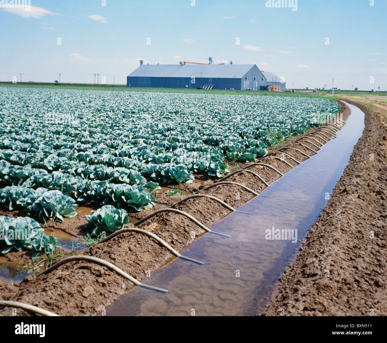 IRRIGATING CABBAGE HEREFORD, TEXAS Stock Photo - Alamy