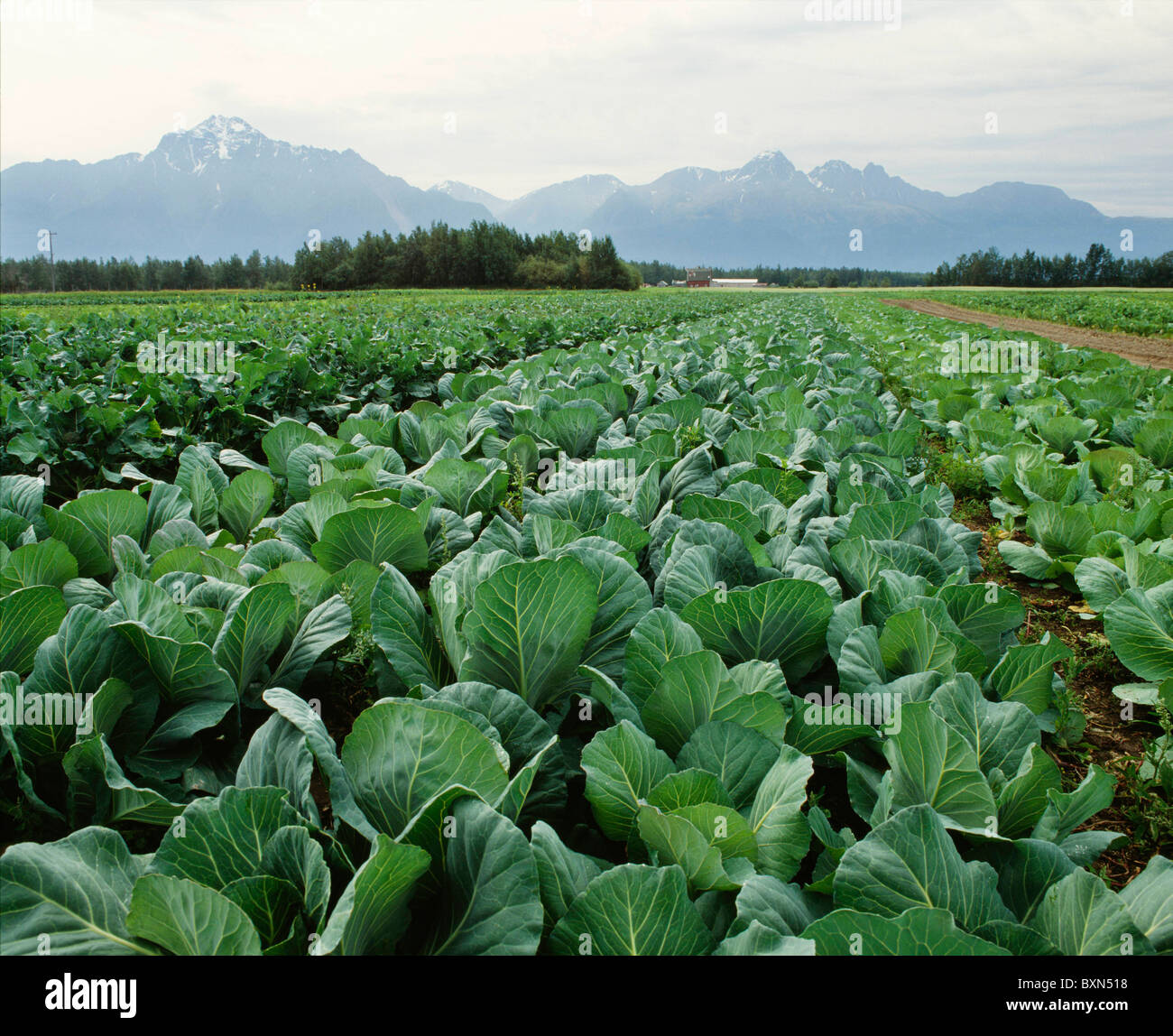 CABBAGE / ALASKA Stock Photo - Alamy