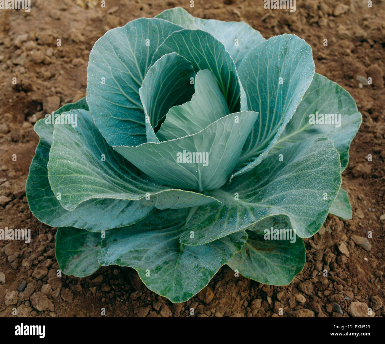 KING COLE CABBAGE MILTON HERSHEY SCHOOL HERSHEY, PA Stock Photo - Alamy
