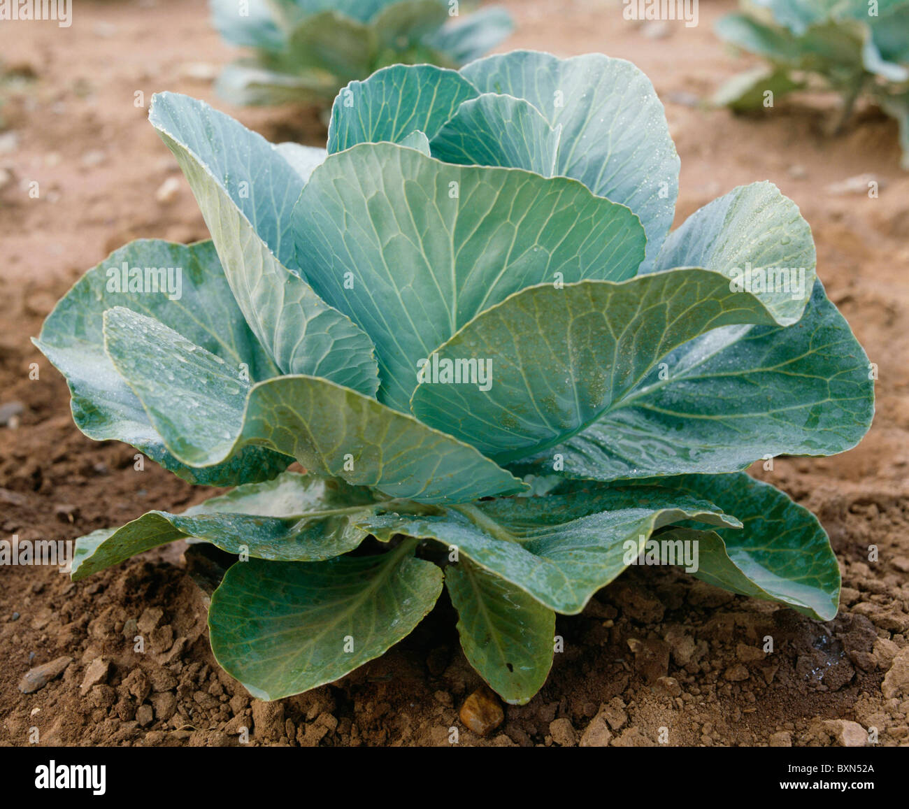 KING COLE CABBAGE MILTON HERSHEY SCHOOL HERSHEY, PA Stock Photo - Alamy